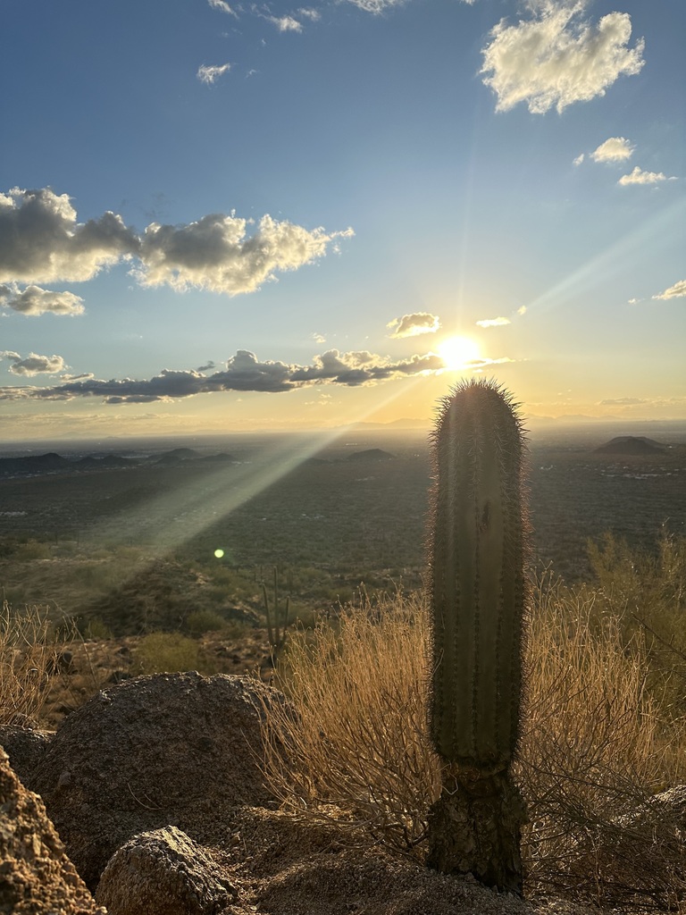 Mexican Giant Cactus from Maricopa County, AZ, USA on January 28, 2025 ...