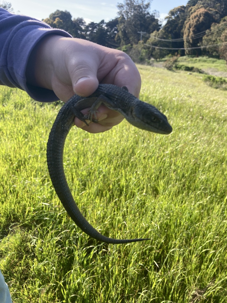 Southern Alligator Lizard from McLaren Park, San Francisco, CA, US on ...