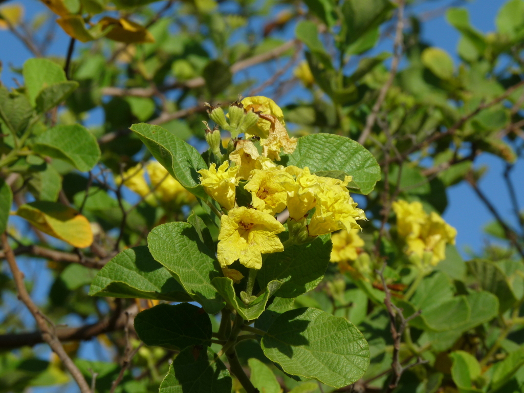 yellow geiger from Isabela, Ecuador on May 11, 2009 at 07:38 AM by ...
