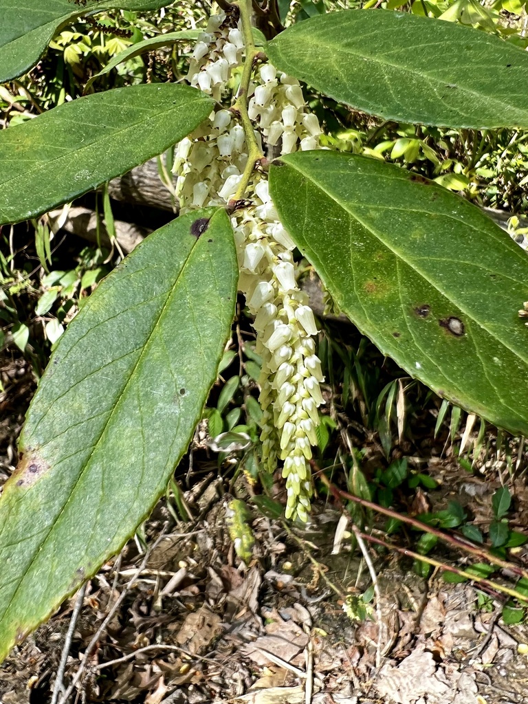 mountain doghobble from Chattahoochee River National Recreation Area ...