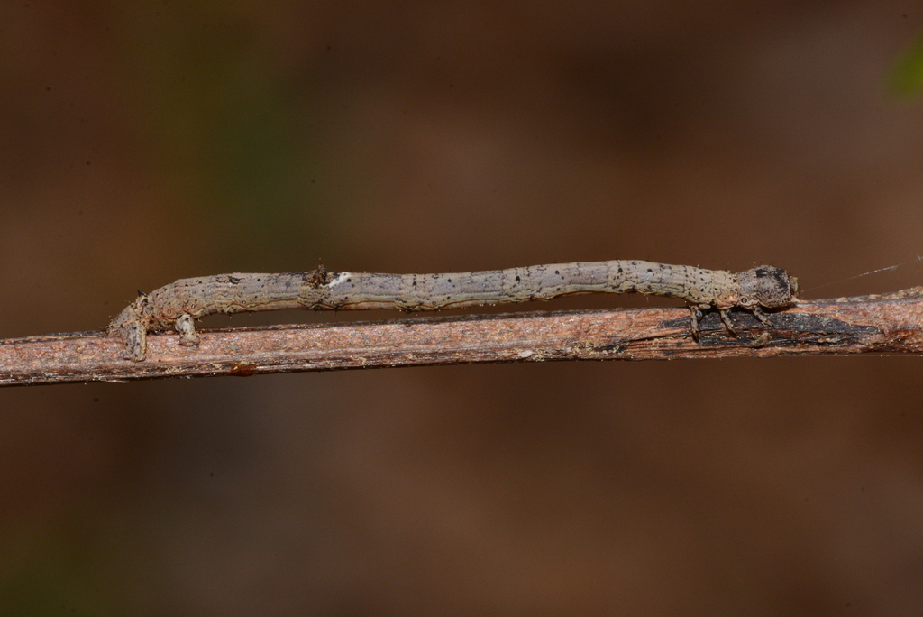 Large Maple Spanworm Moth from George County, MS, USA on April 4, 2025 ...