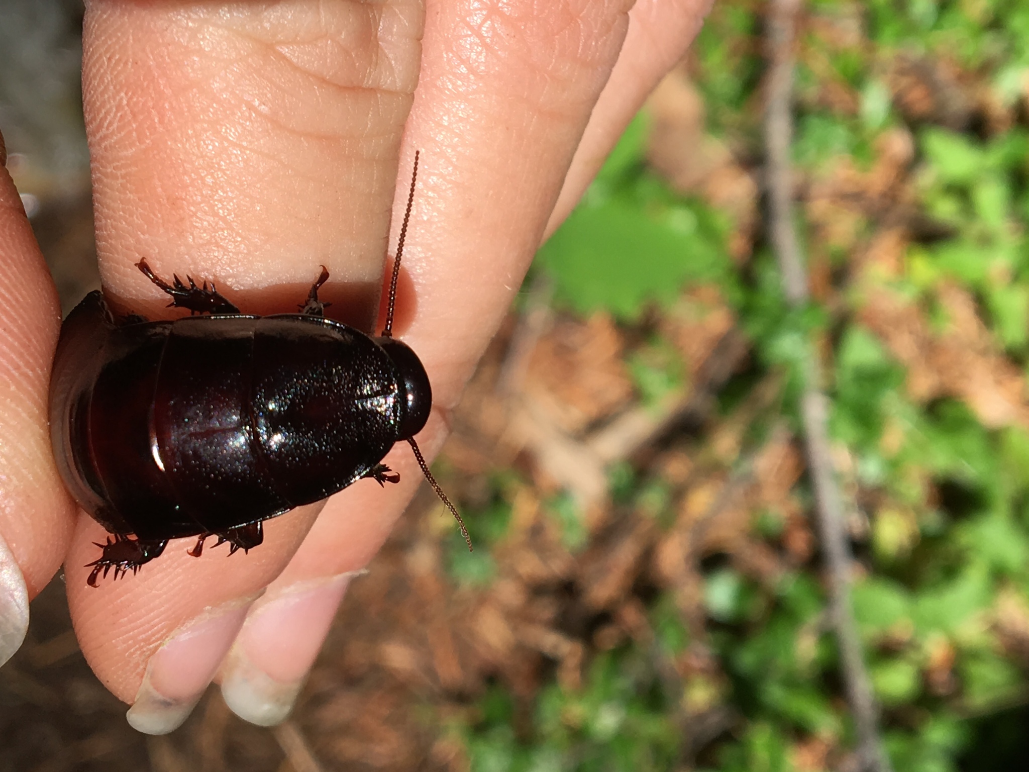 Cryptocercus clevelandi Byers, 1997