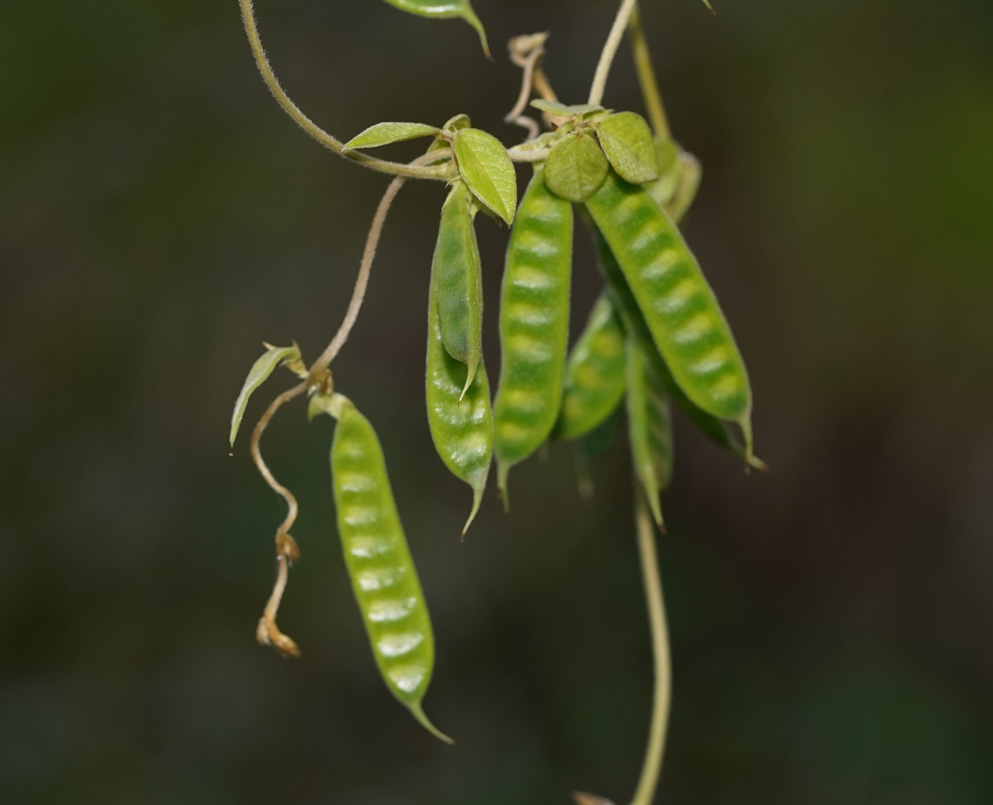 Macrotyloma axillare var. axillare