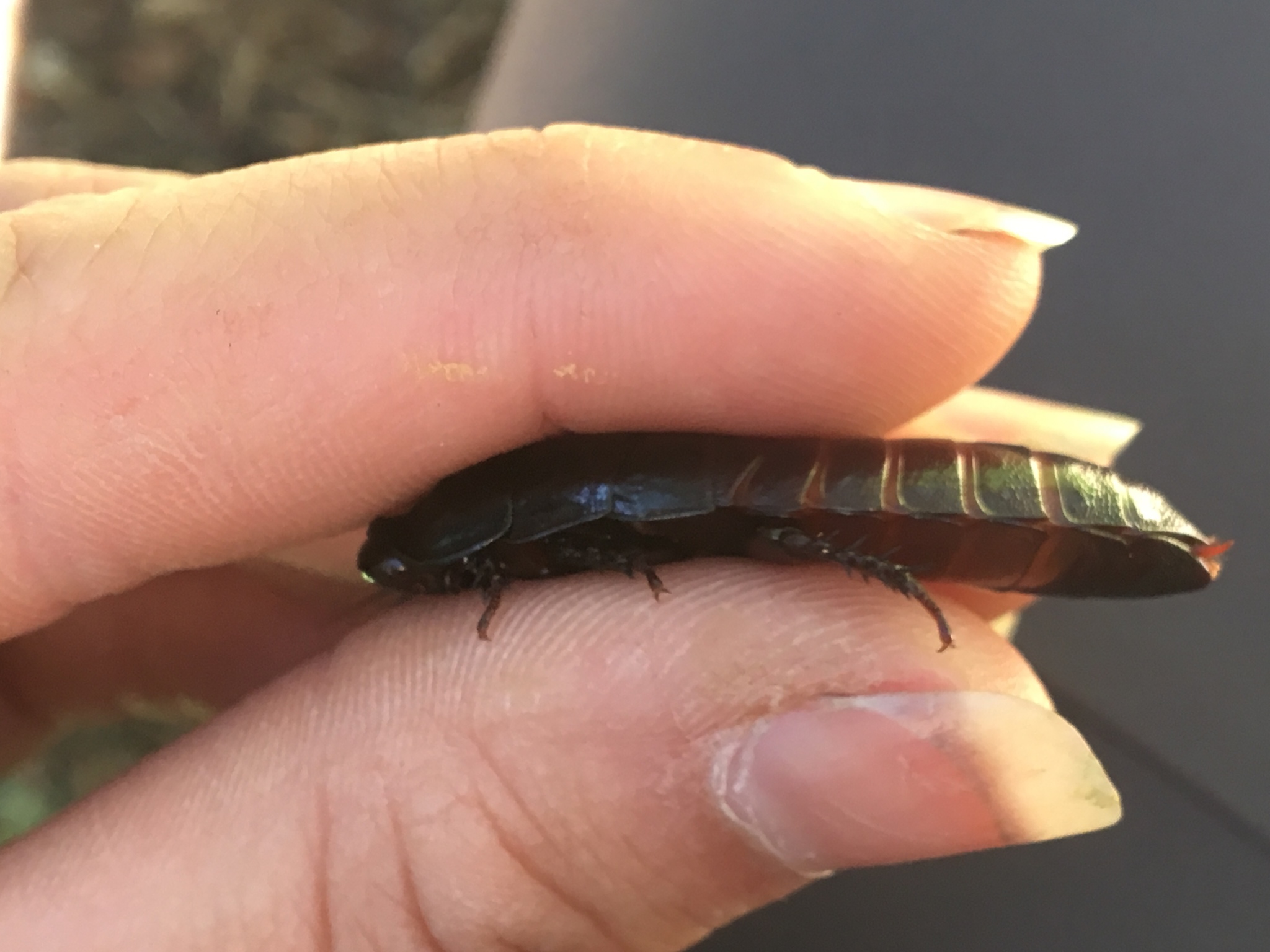 Cryptocercus clevelandi Byers, 1997