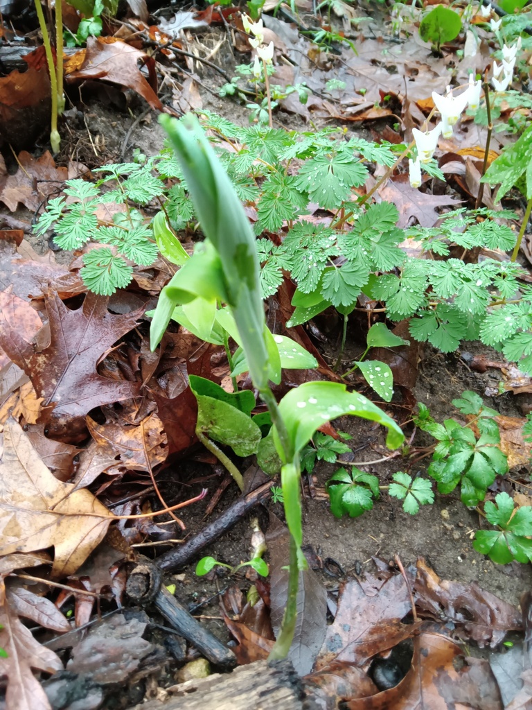 smooth Solomon's seal from Vermillion County, IN, USA on April 05, 2025 ...