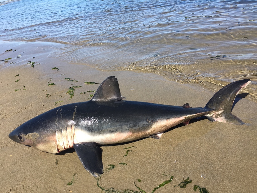 Salmon Shark from Lane County, OR, USA on August 15, 2019 at 12:19 PM ...