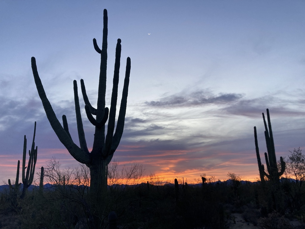 saguaro from Desert Discovery Nature Trail, Pima County, Arizona, USA ...