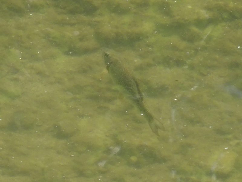 Common Barbel from 67600 Sélestat, France on July 25, 2019 at 09:58 AM ...