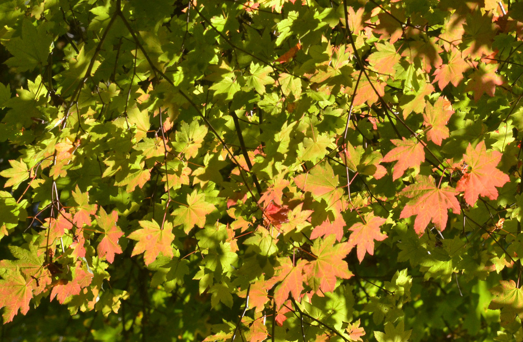 Vine Maple from Big Creek on September 08, 2016 at 01:24 PM by Mike ...