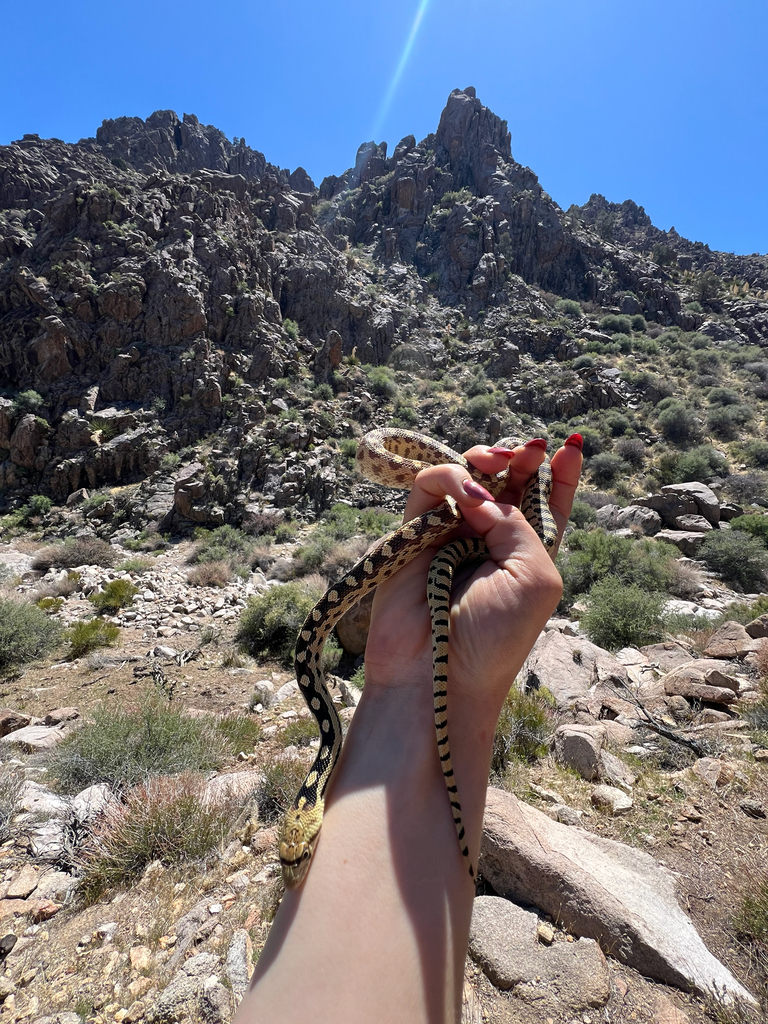 Great Basin Gopher Snake in April 2025 by herpfondler69 · iNaturalist