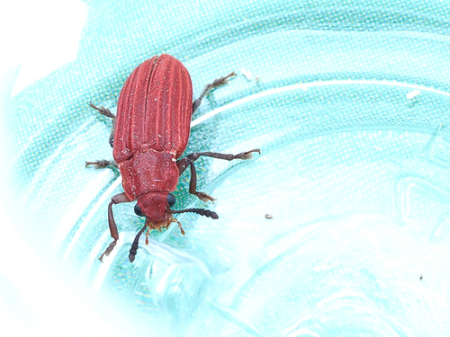Haematoides davidis · iNaturalist