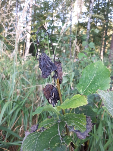 Venturia radiosa · iNaturalist