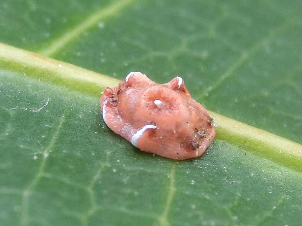 Pink wax scale from 510台灣彰化縣員林市 on April 06, 2025 at 02:09 PM by ...