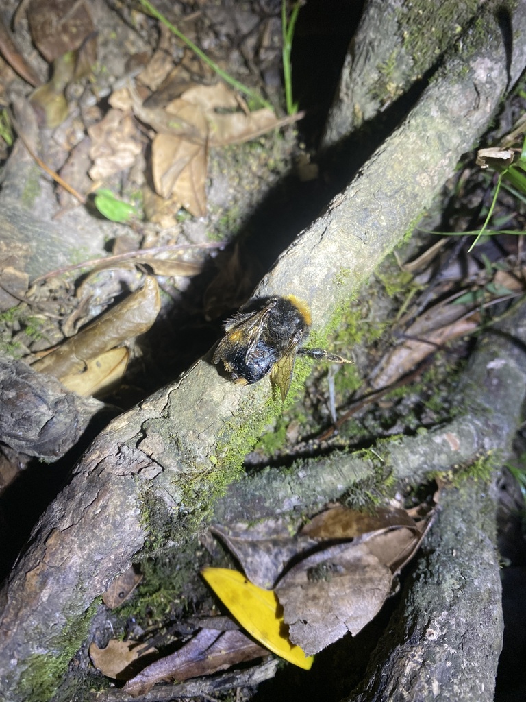 Buff-tailed Bumble Bee from Whangārei Heads 0174, New Zealand on March ...