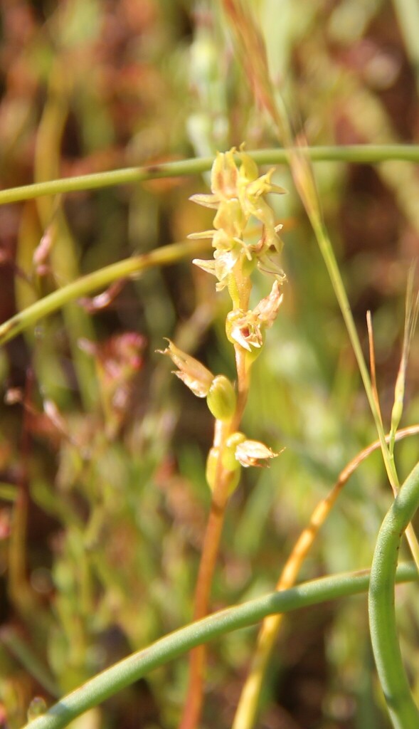 Little Laughing Leek Orchid from Wave Rock, Hyden WA 6359, Australia on ...