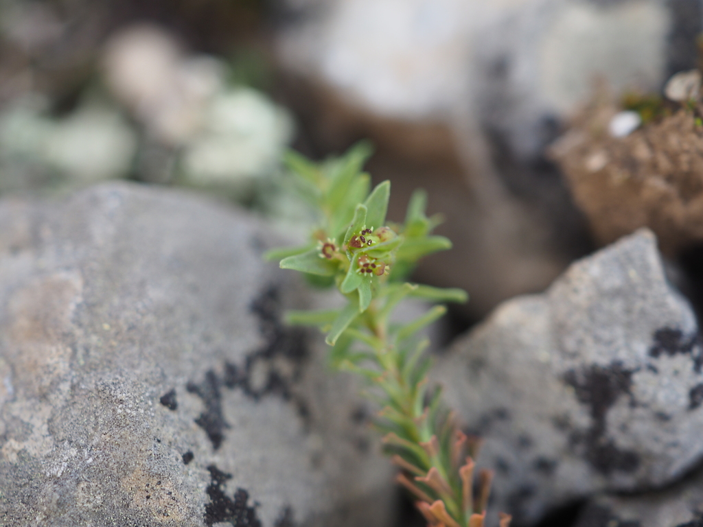 Dwarf Spurge from Bouches-du-Rhône, Provence-Alpes-Côte d'Azur, France ...