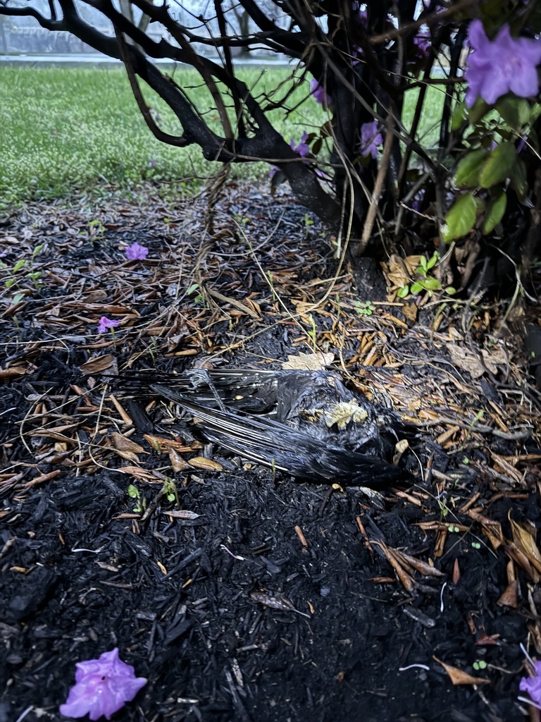 American Crow from Market St, Harrisburg, PA, US on April 6, 2025 at 06 ...