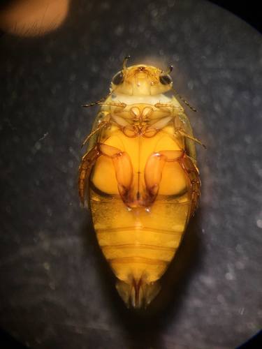 Laccophilus minutus · iNaturalist