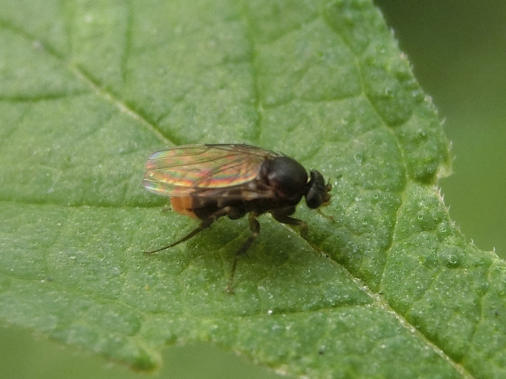 Humpbacked Flies from 510台灣彰化縣員林市 on April 6, 2025 at 04:16 PM by ...