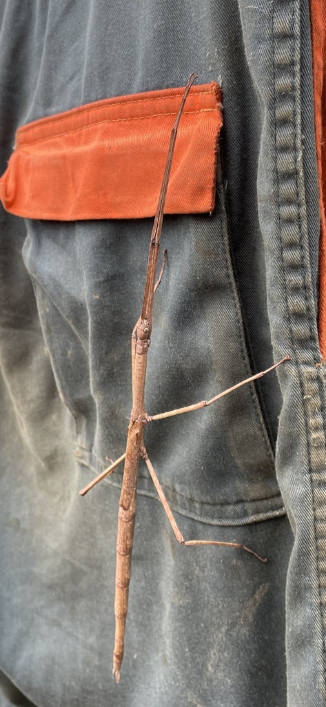 tessellated stick insect from Northmount Rd, Federal, QLD, AU on April ...