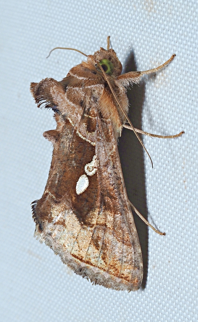 Green Garden Looper from Kalamunda WA, Australia on April 5, 2025 at 10 ...