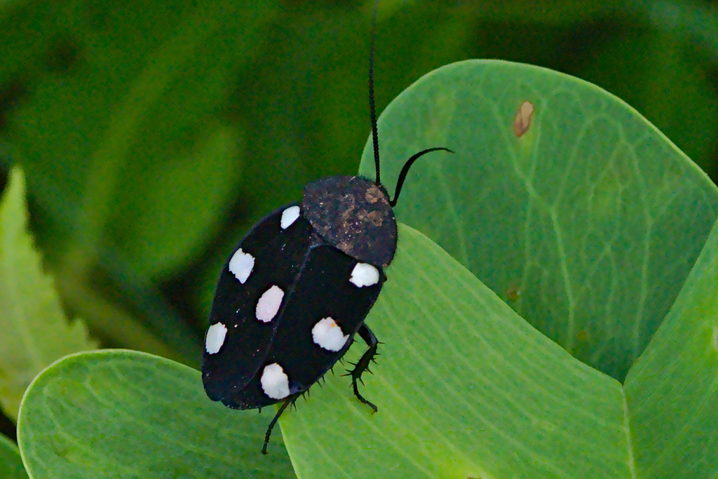 Therea petiveriana (昆明云玺中加学校三年级昆虫生活史观察) · iNaturalist