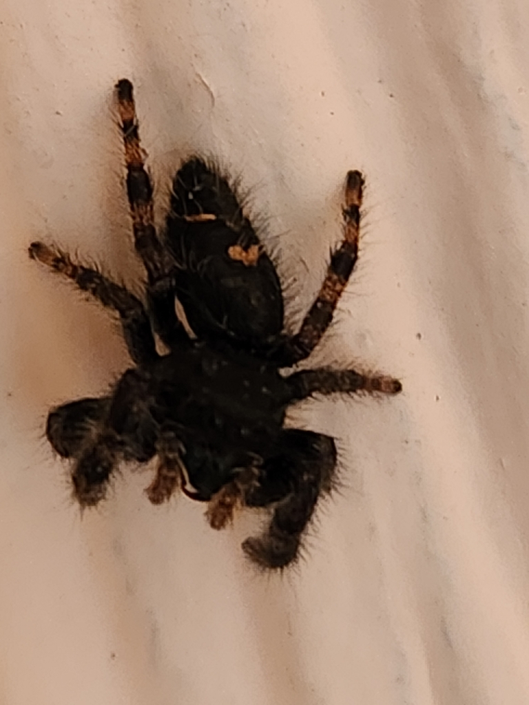 Bold Jumping Spider from Mountainhome, PA, USA on April 6, 2025 at 08: ...