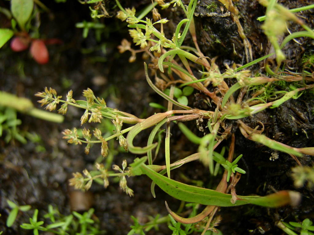 Moss Grass (Coleanthus subtilis) - Botanical Realm