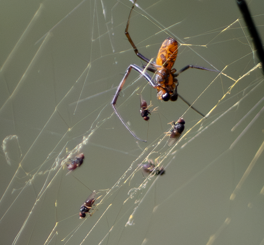 Oscinellinae from Wonboyn NSW 2551, Australia on March 26, 2025 at 09: ...