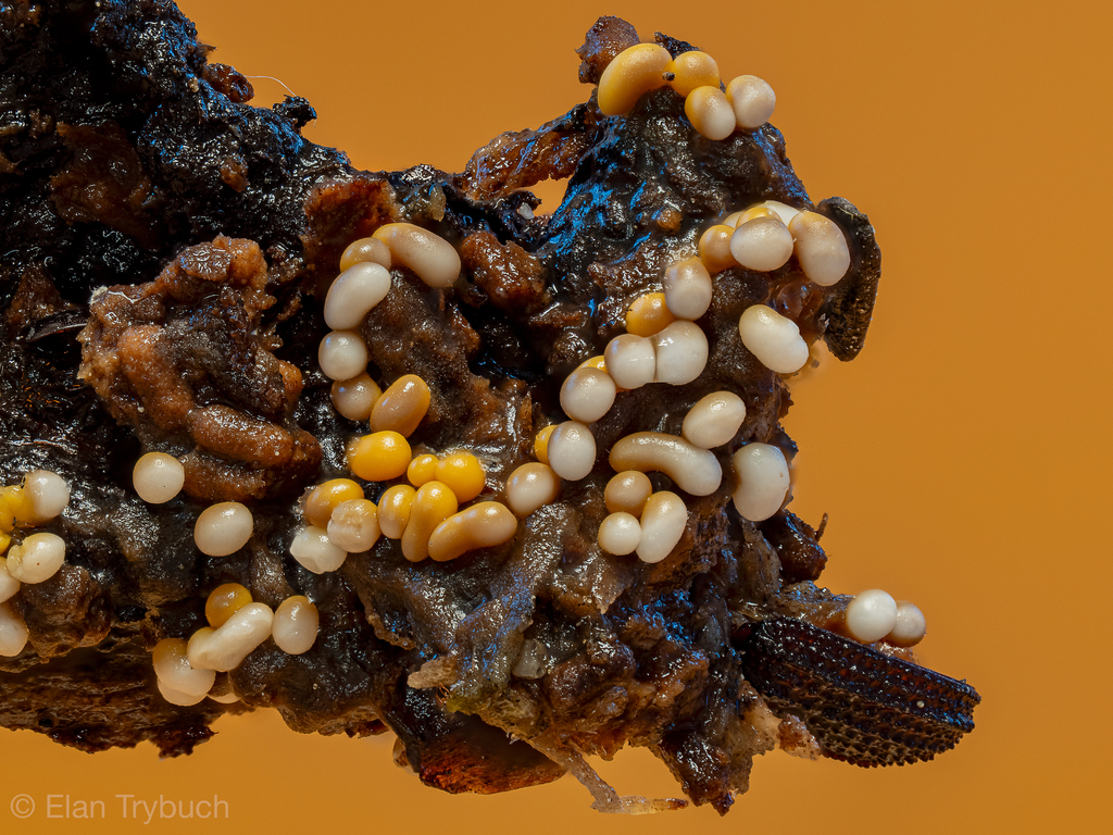 Trichia varia from Mariposa County, CA, USA on April 1, 2025 at 09:24 ...
