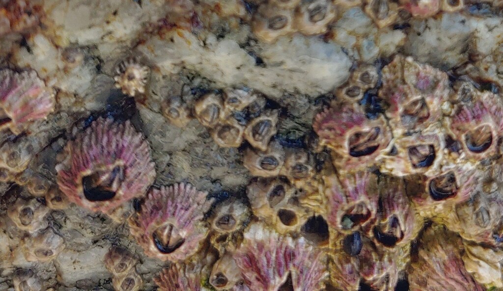 Pink Volcano Barnacle from Pacific Grove, CA, USA on March 26, 2025 at ...