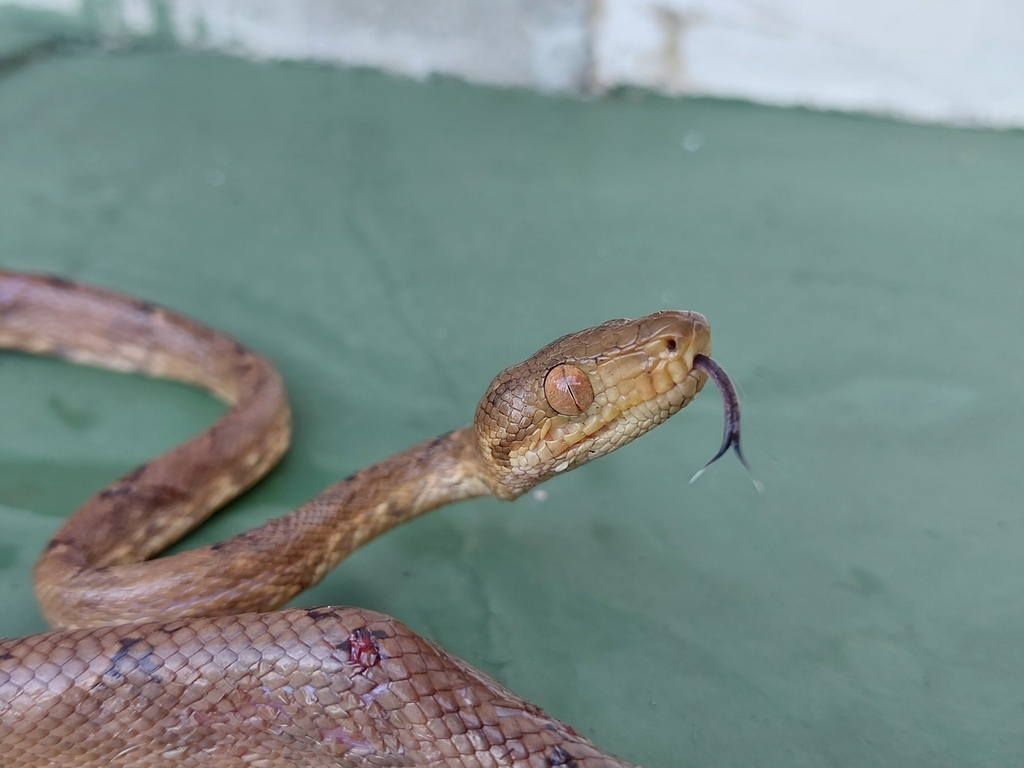 Dormilona from GXHW+WFJ, Purio, Panama on April 6, 2025 at 08:30 AM by ...