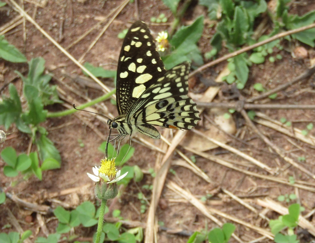 Lime Swallowtail from Siem Reap, KH on August 02, 2019 at 07:46 AM by ...