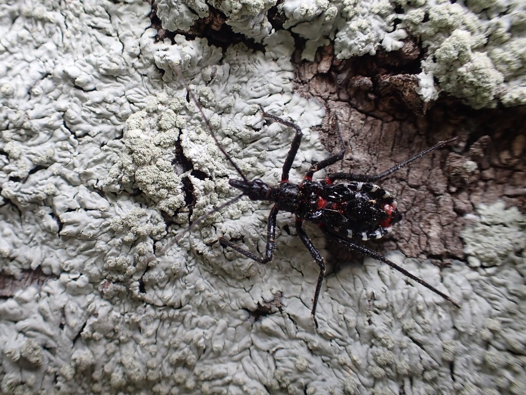 Japanese Assassin Bug from Akatsuka-park, Tsukuba, Ibaraki 305-0061 ...