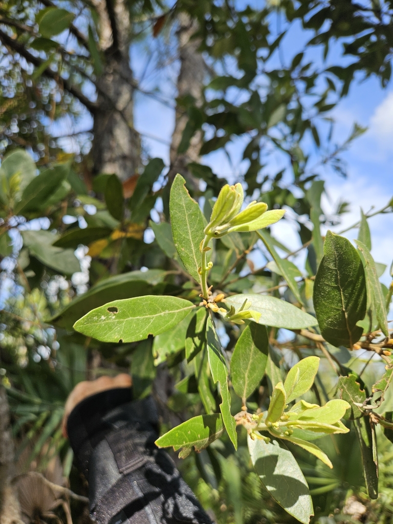 Swamp Bay from Mims, FL 32754, USA on April 06, 2025 at 09:58 AM by ...