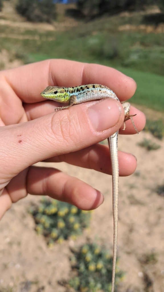 Snake-eyed Lizard from Sazak, 20300 Sarayköy/Denizli, Turecko on April ...