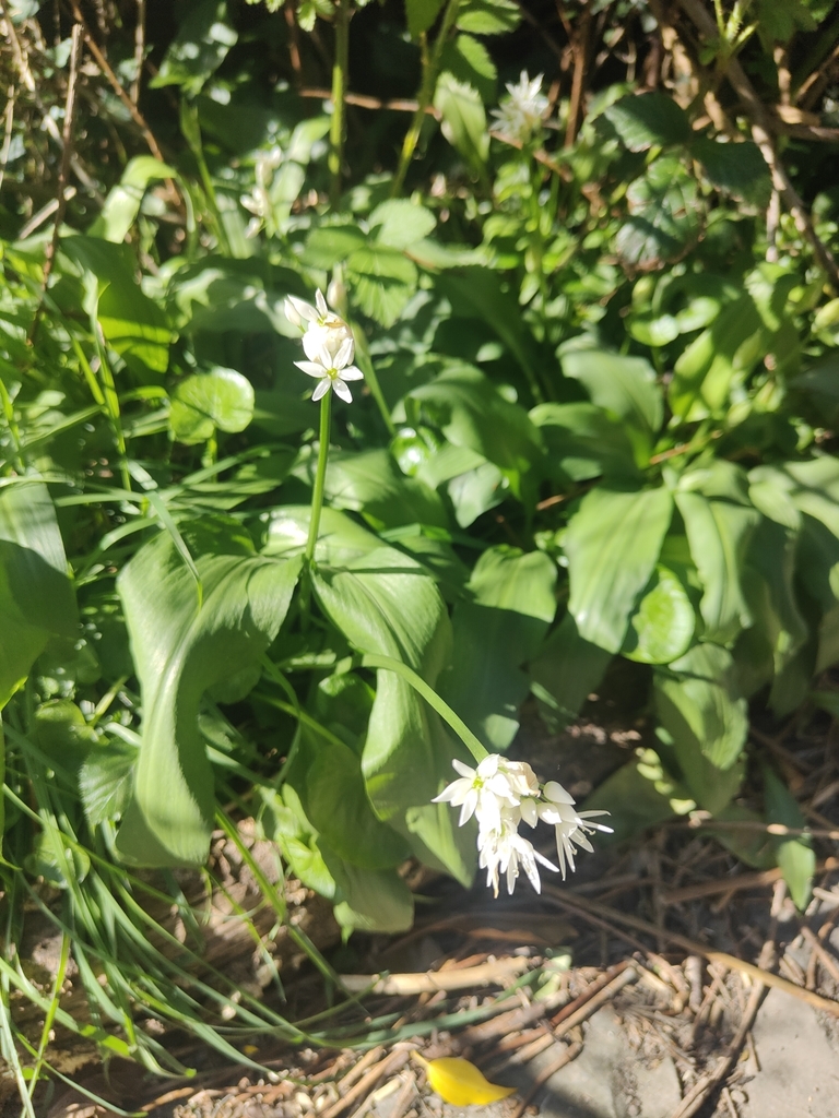 Ramsons from Llanbadarn Fawr, Aberystwyth SY23, UK on April 6, 2025 at ...