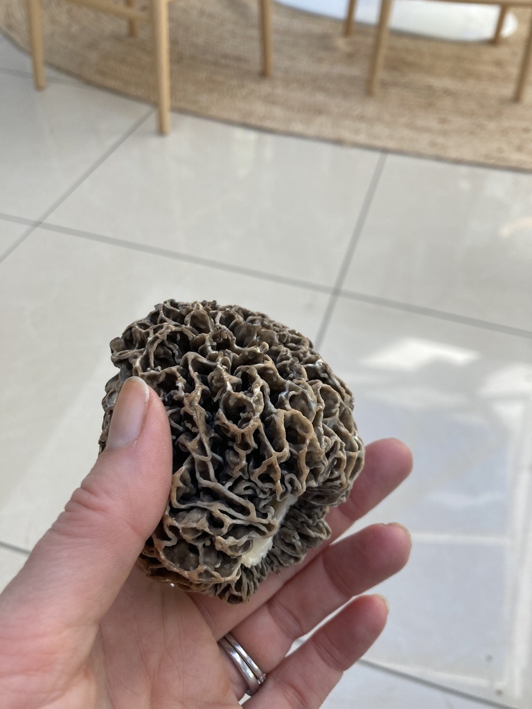 true morels from Finch Lane, Amersham, England, GB on April 6, 2025 at ...