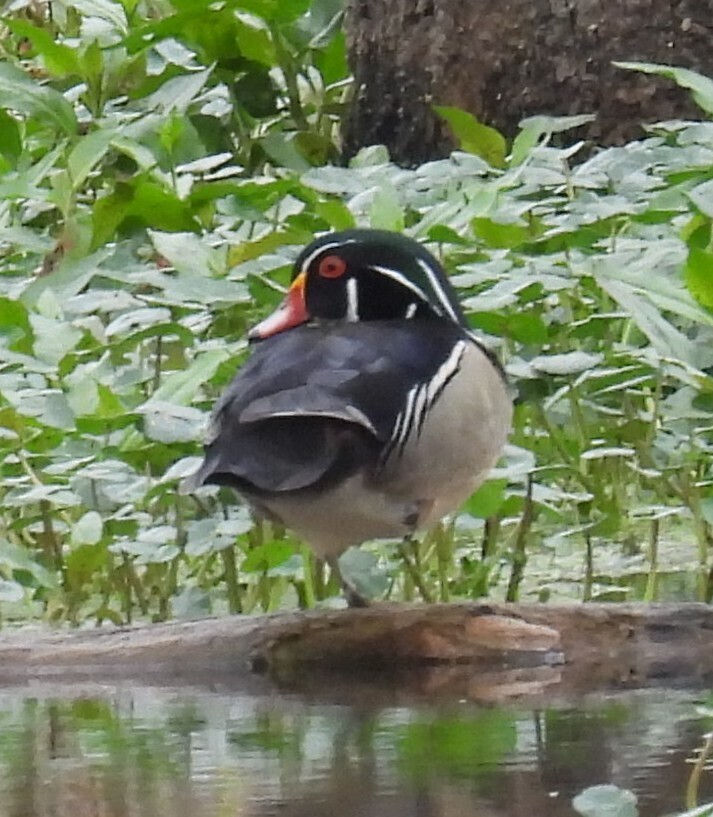 Wood Duck from Marthaler Lane at Pond Creek, Colbert County, AL, USA on ...