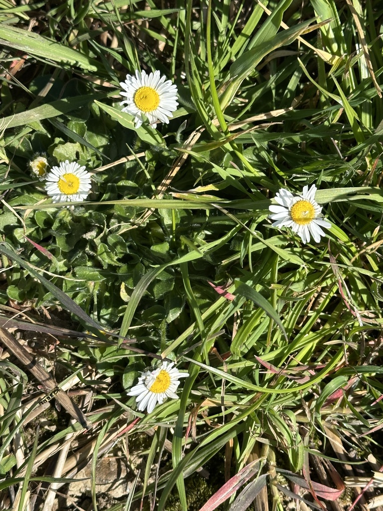 Lawn daisy from High Weald AONB, Edenbridge, England, GB on April 6 ...