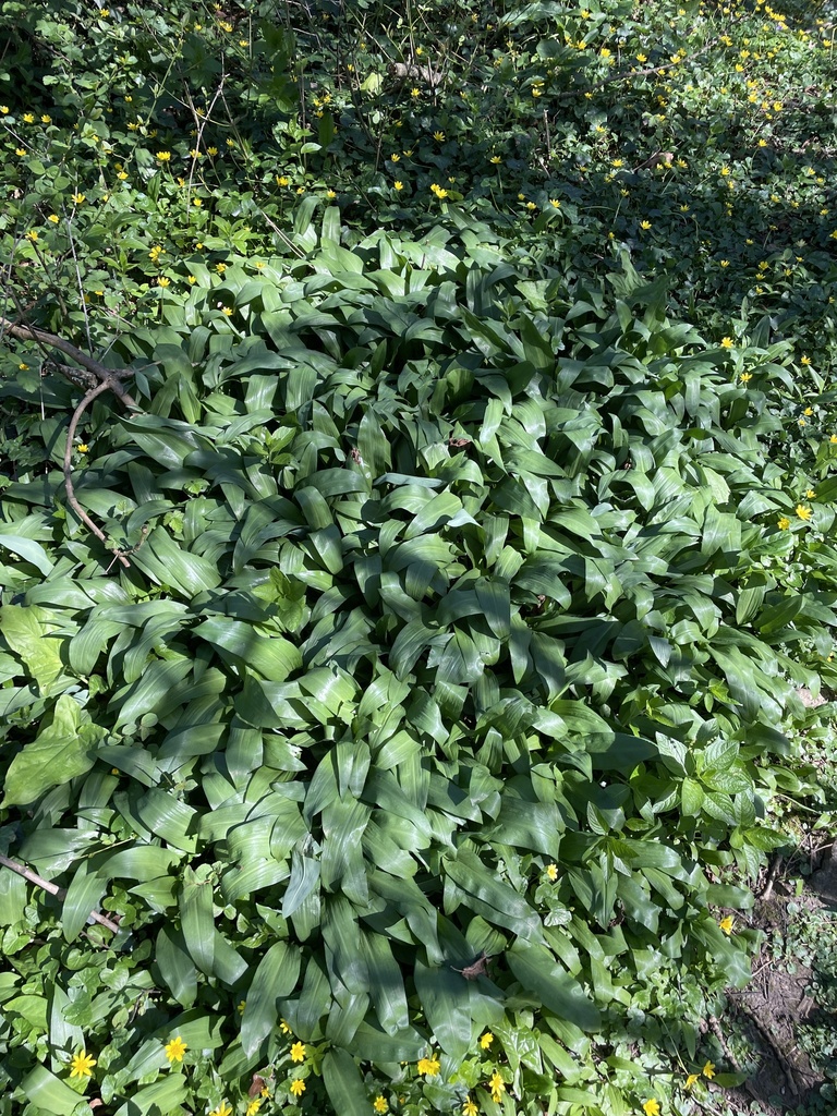 Ramsons from St Athan Road, Cowbridge, Wales, GB on April 6, 2025 at 01 ...