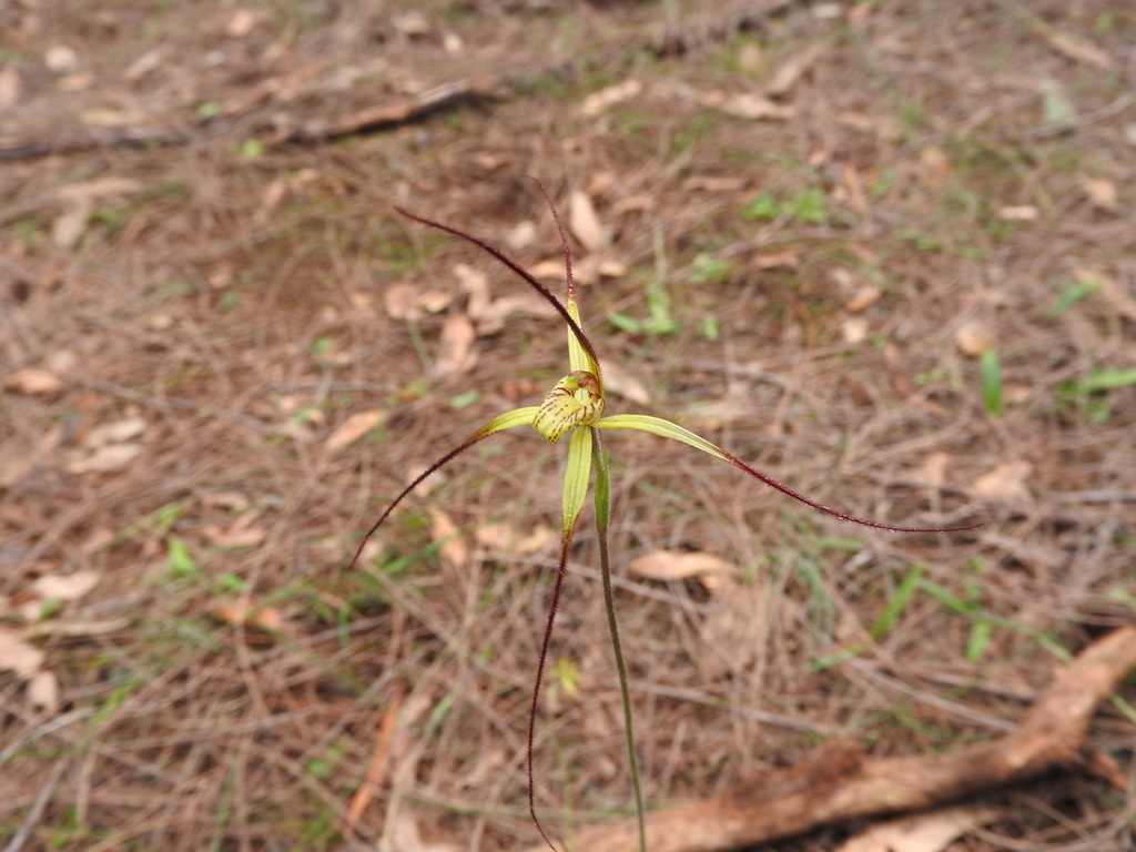 Dwarf Mustard Spider Orchid in September 2023 by ramcad1 · iNaturalist