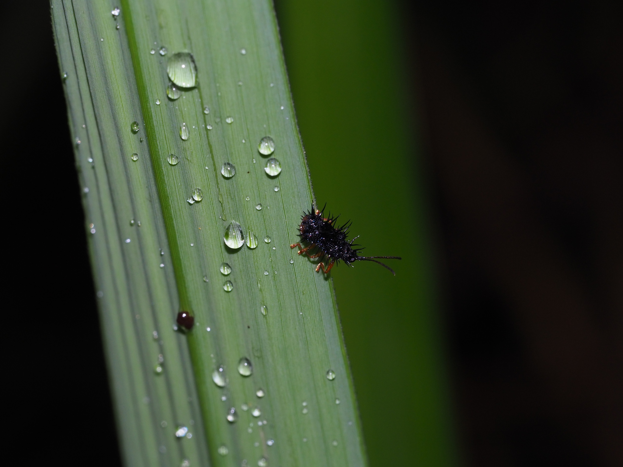 Dactylispa sauteri Uhmann, 1927