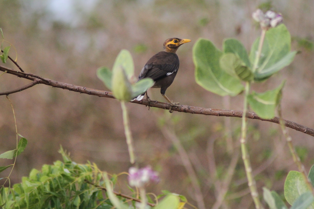 Common Myna from Distretto di Moneragala, Sri Lanka on July 28, 2017 at ...