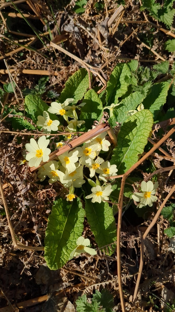 Primrose from Meerbrook, Leek ST13 8SW, UK on April 6, 2025 at 03:50 PM ...