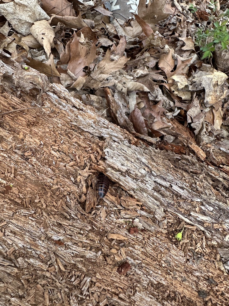 Winged and Once-winged Insects from WVU Core Arboretum, Morgantown, WV ...
