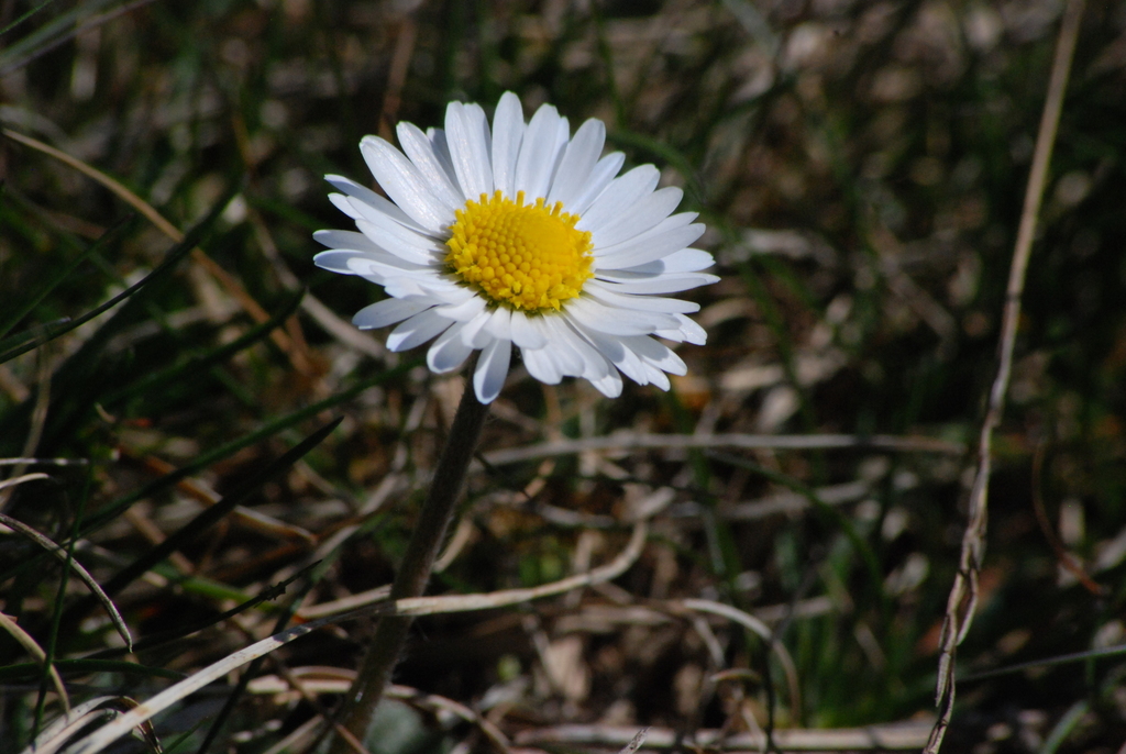 Lawn daisy from Hay Dale, Buxton SK17 8JB, UK on April 6, 2025 at 03:31 ...