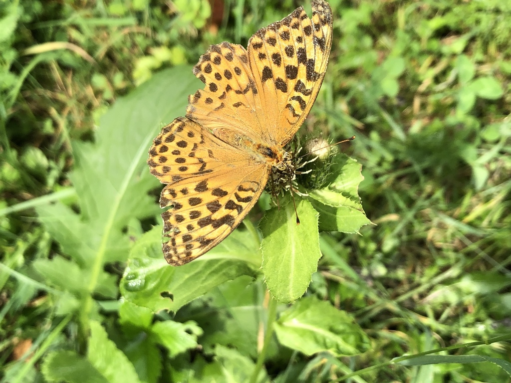 Silver-washed Fritillary from 8114, Deutschfeistritz, Steiermark, AT on ...