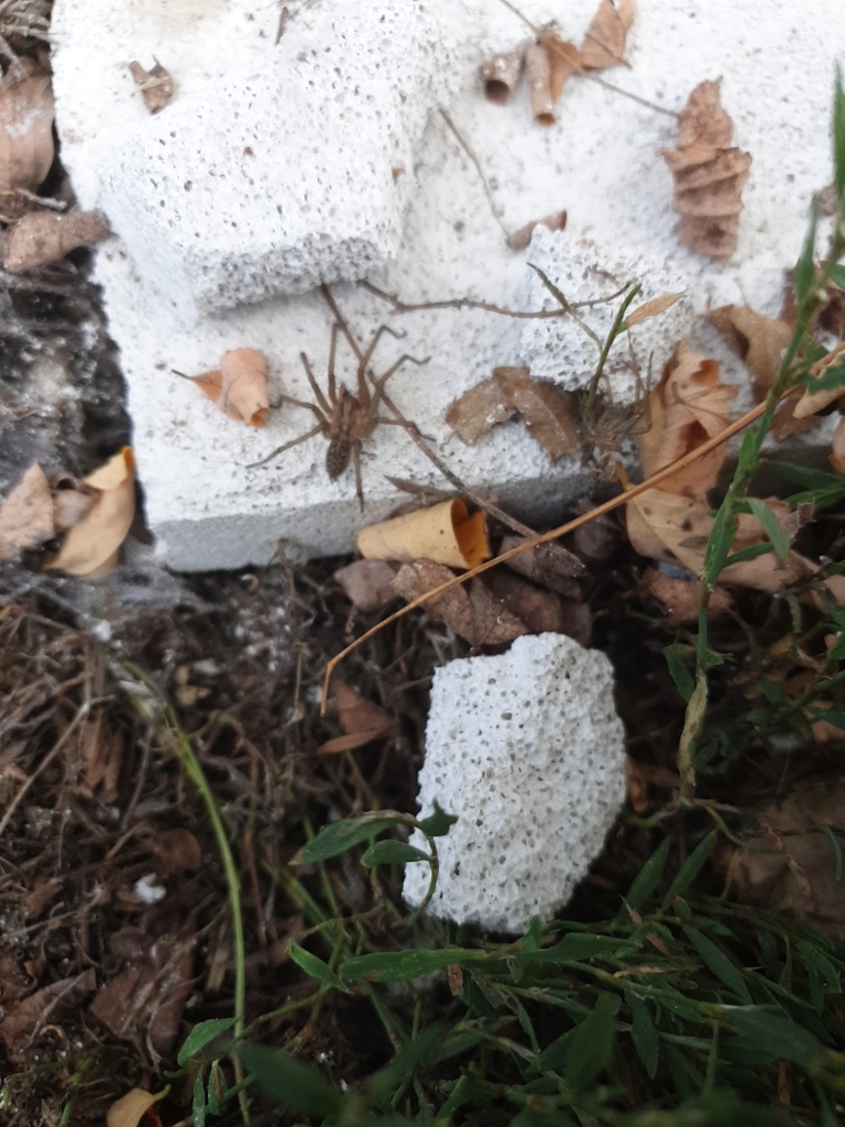 Giant House Spider from Cetariu on August 16, 2019 by masterkey2 ...