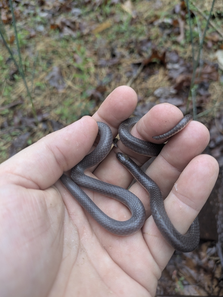 Common Wormsnake in April 2025 by José Garrido. Double worm snakes ...